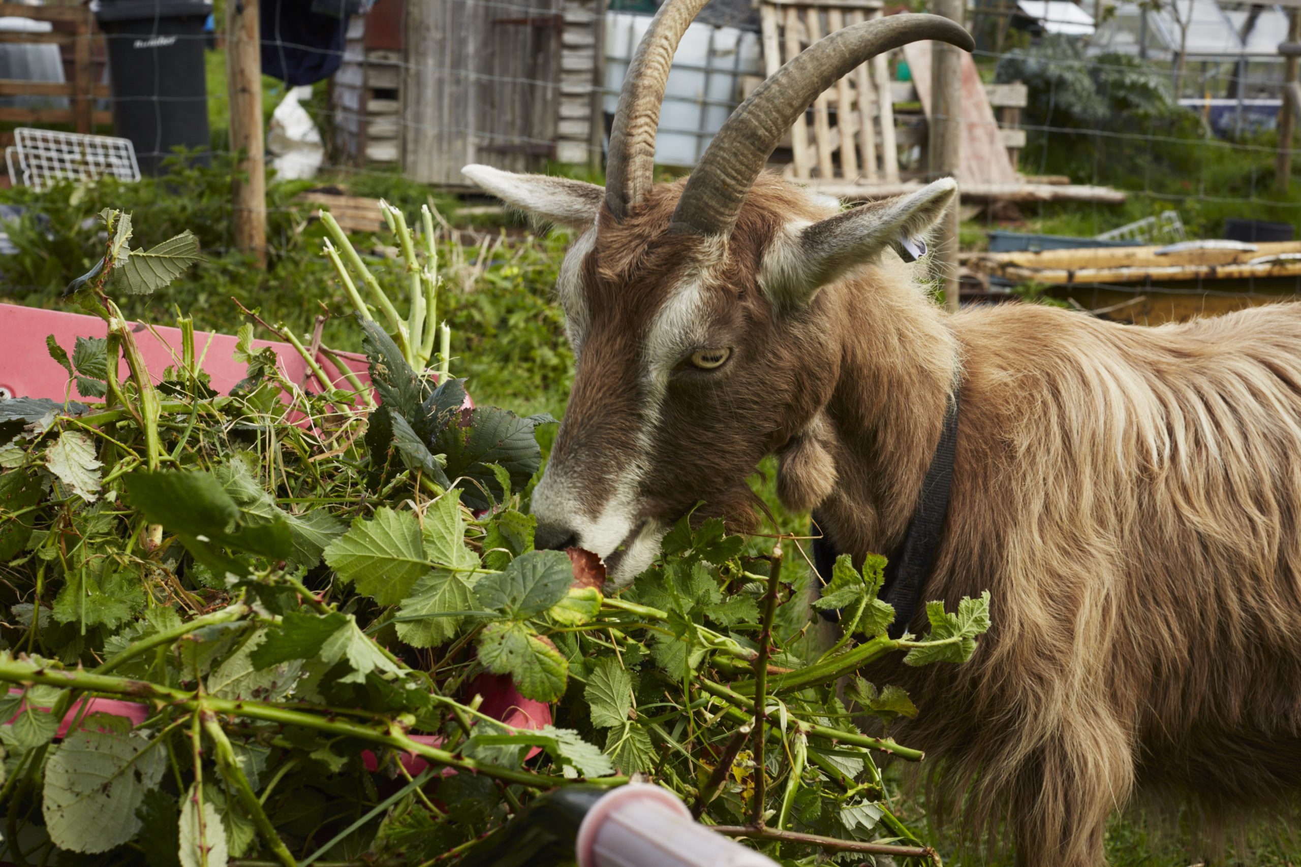 For ‘Goatober’ meet Street Goat, Bristol’s urban goat farming ...