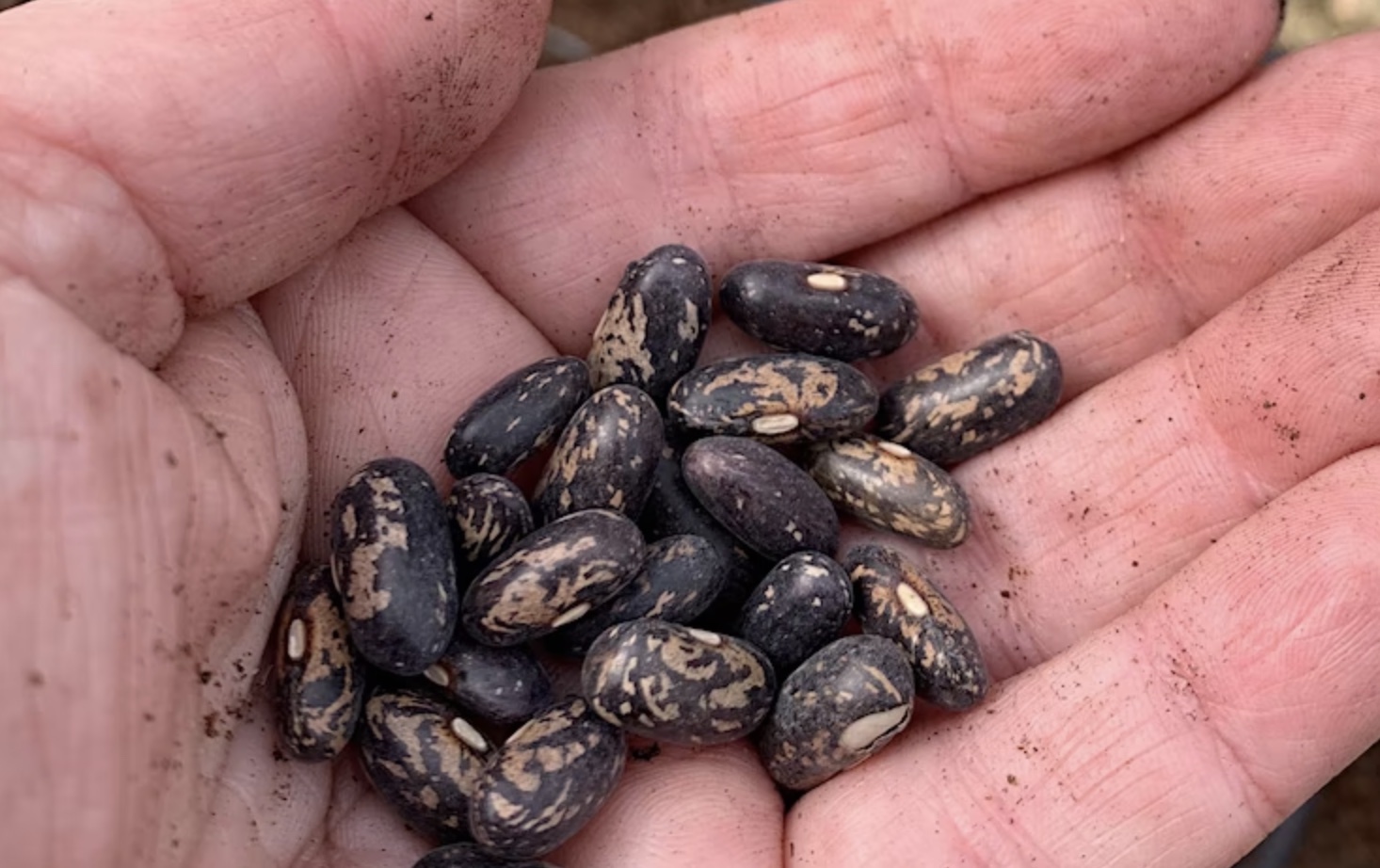 Edible Bristol's Success with Seeds course - Bristol Good Food 2030