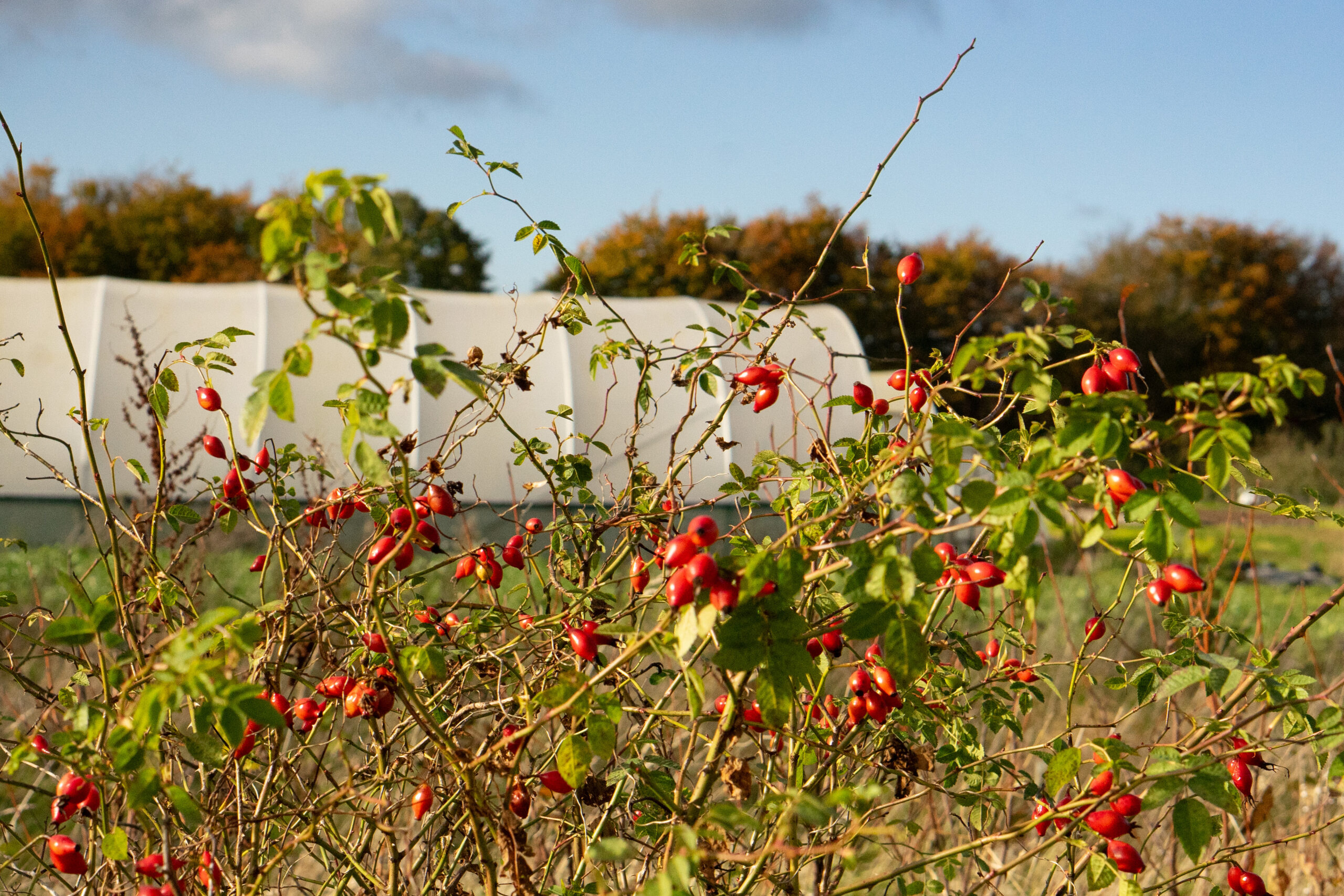 Grow Day at The Community Farm - Bristol Good Food 2030