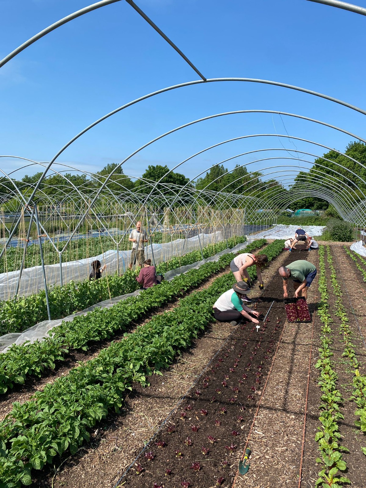 Community Veg Farm Volunteering at Lush Greens - Bristol Good Food 2030