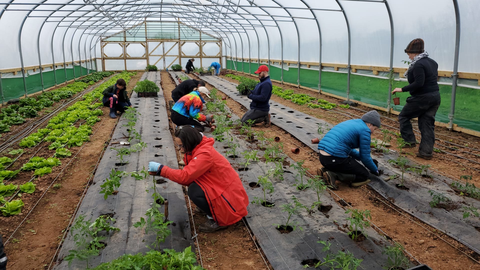 Tuesday Volunteering at The Community Farm - Bristol Good Food 2030